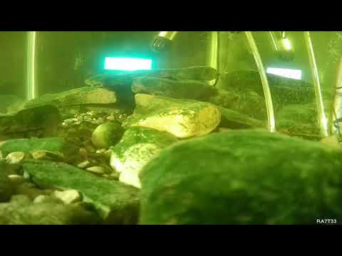 Fish Tank Testing Lab