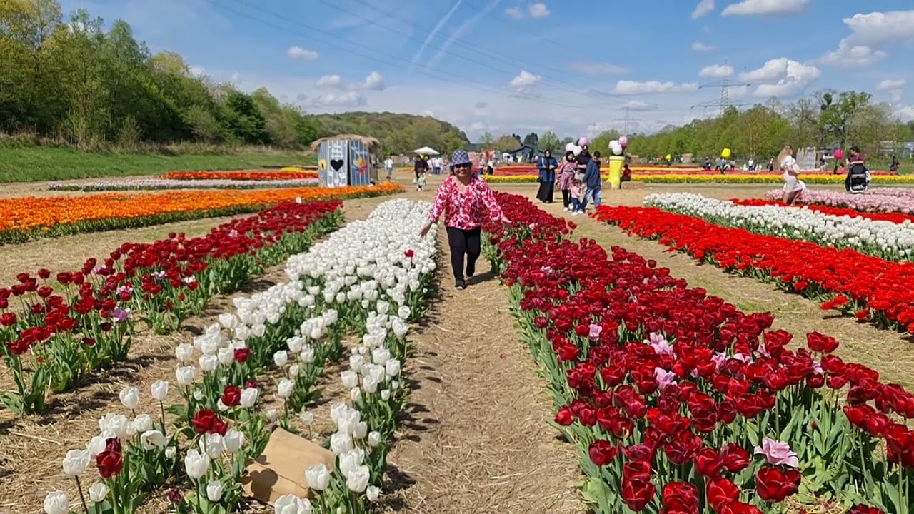 More fun in tulips 