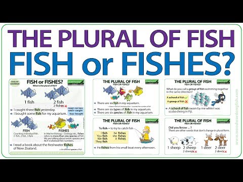 The plural of FISH - Fish or Fishes?