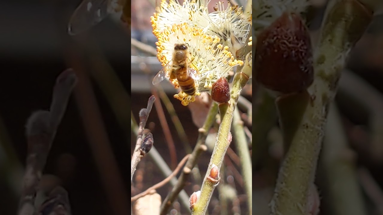 Honeybee on a pussy willow bush