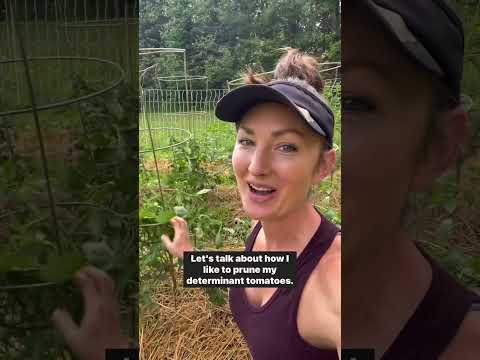 How to prune determinate tomatoes π