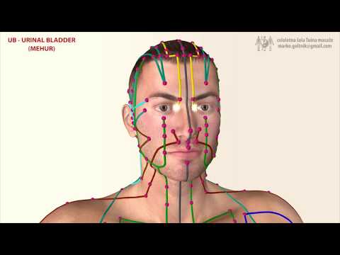 Bladder Meridian of Foot-Taiyang | maduixa salvatge - learning ...