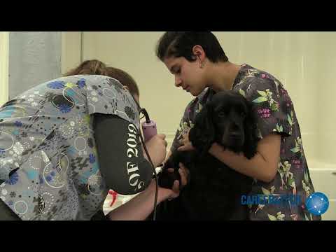 Animal Science - TST BOCES Career and Tech