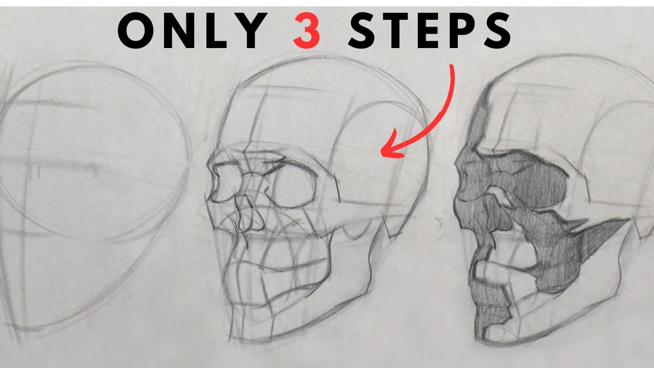 Master Skull Drawing with Measurement, Construction and Tone