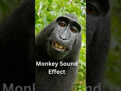 Monkey Sound Effect #shorts #soundseffect