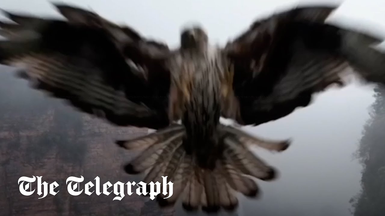 Watch: Incredible moment kestrel attacks drone mid-air in China