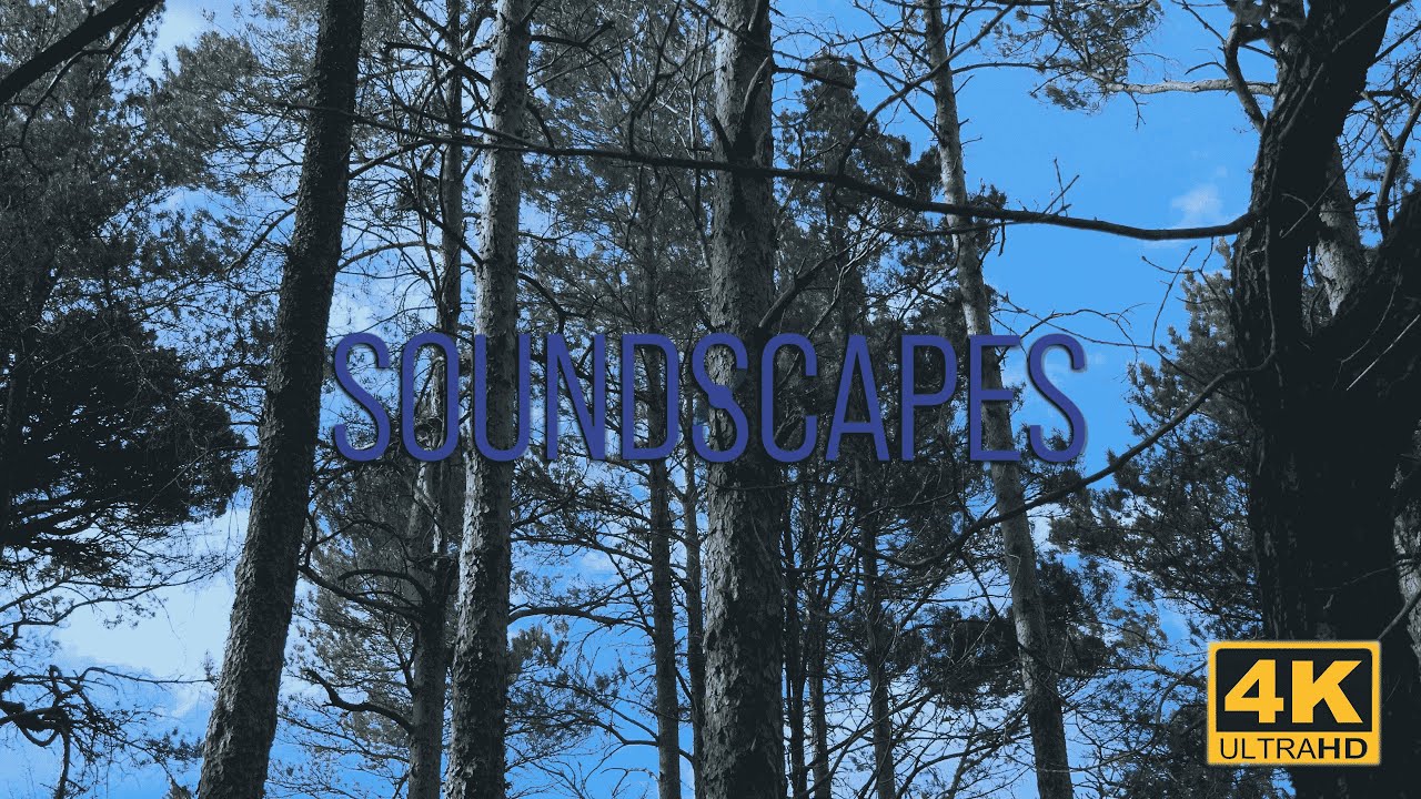 Wind blowing in the pine trees, relaxing soundscape.