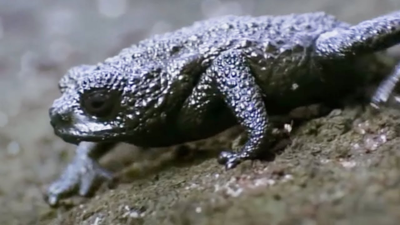 Documentaire | Un crapaud se change en caillou pour sauver sa vie