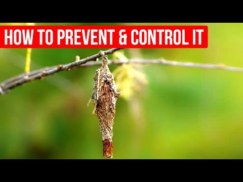 Bagworms - How to prevent and control it