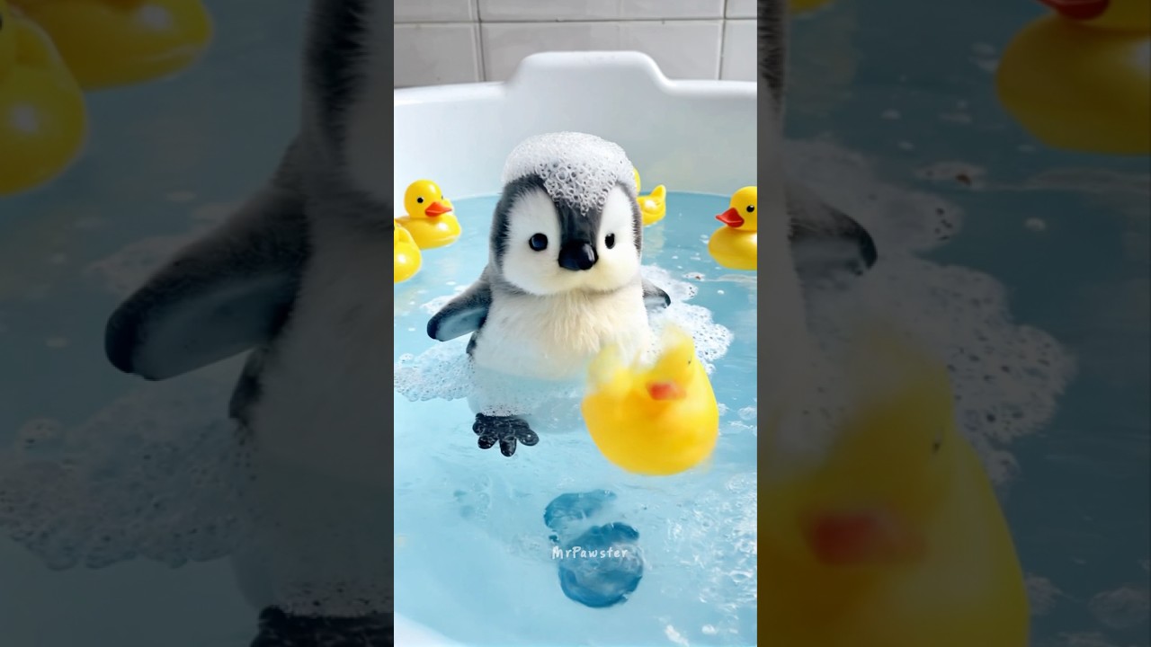 Baby Penguin’s Bubble Bath Time! 🛁🐧✨#shorts #penguin #viralvideo #cuteanimals #adorable #pet