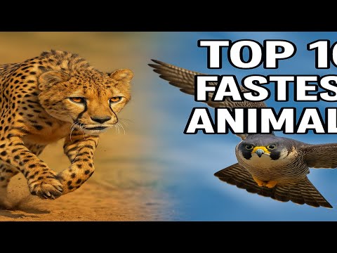 Top 10 Fastest Animals On The Planet: Speed Demons of the Wild!