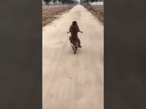 Monkey 😱 cycle chala raha 😀🔥💯||#akkujangir #monkey #cycle #funny #shorts #viral#mahimiss