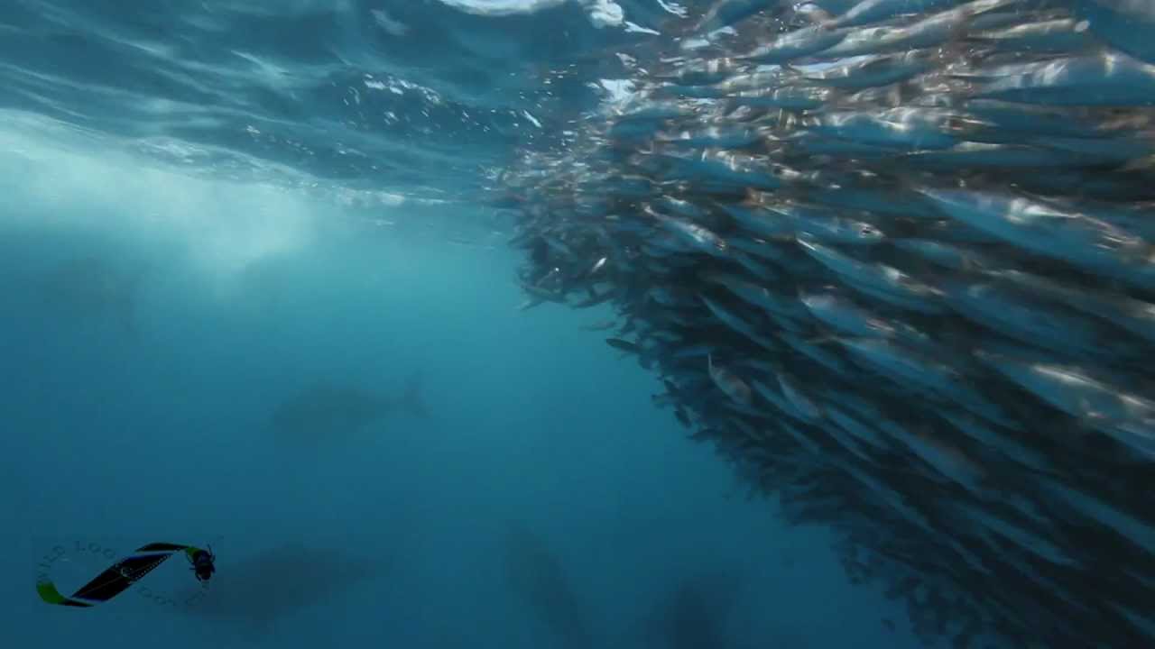 SUPERFISH BLUEFIN TUNA