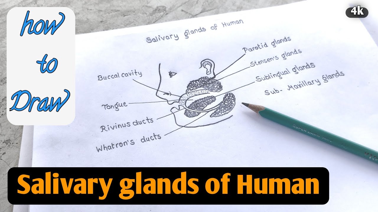 how to draw the salivary glands of human,#easydrawing ,#salivaryglands ,#sciencediagram
