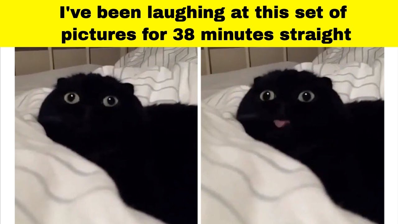 Hilarious Tweets Proving That Cats Is All We Need To Be Happy
