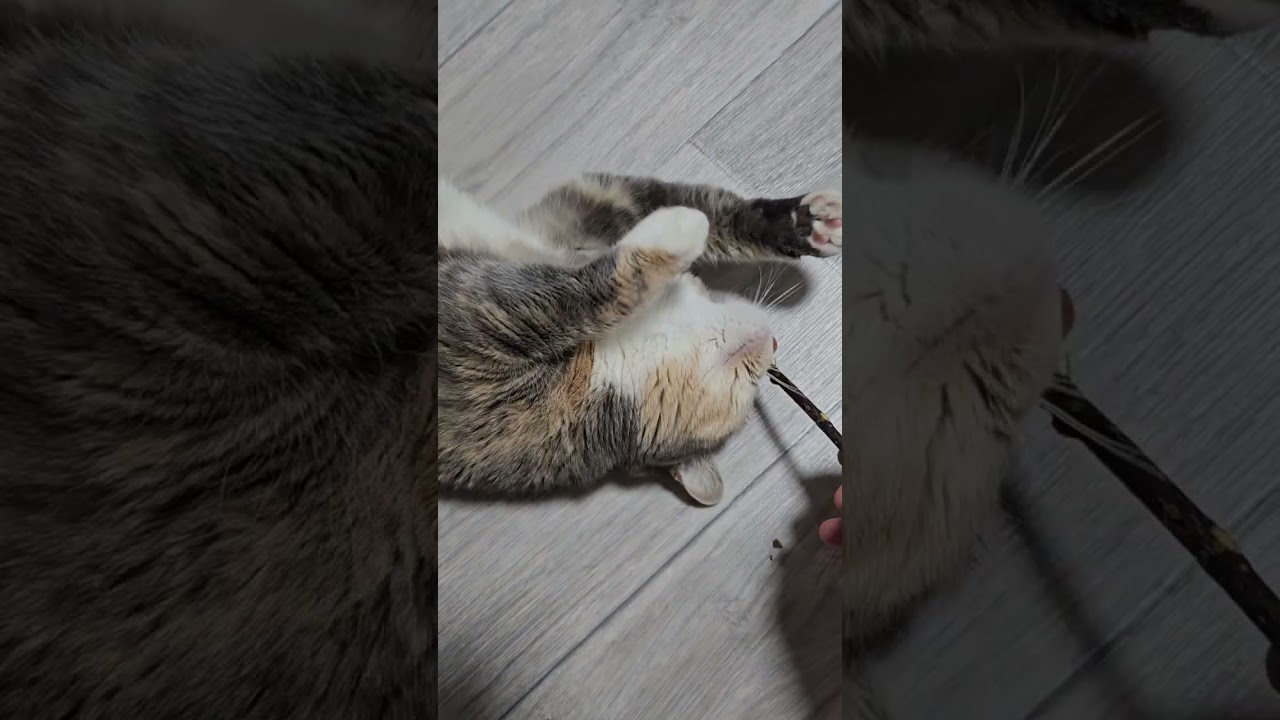 #cat #cats #funnycats  PayPal  @shurshina85