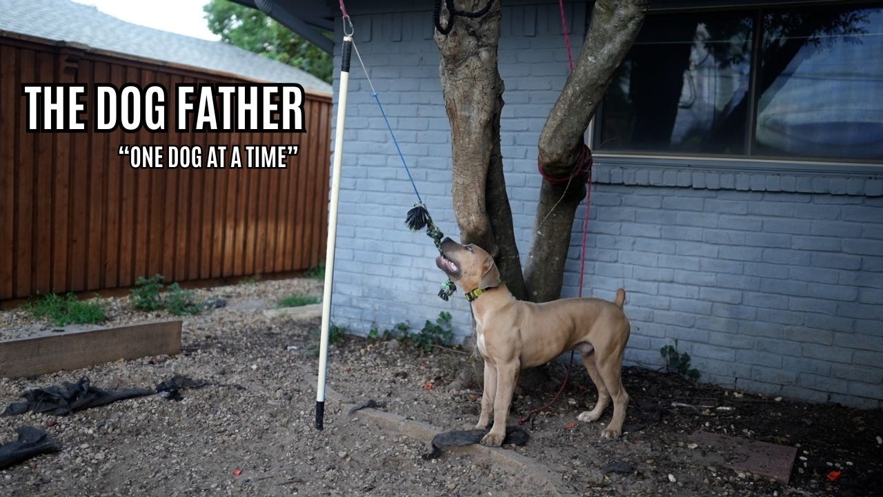 The Dog Father: 