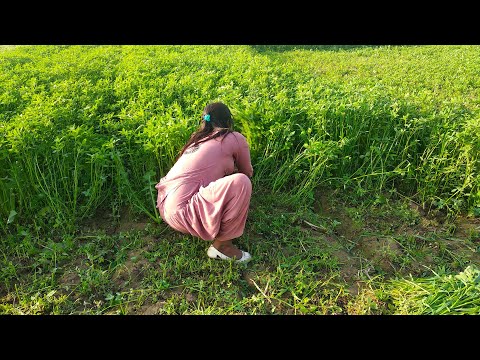"The Grace of Nadia Malik: A Village Tale Amidst Green Pastures"#vlog