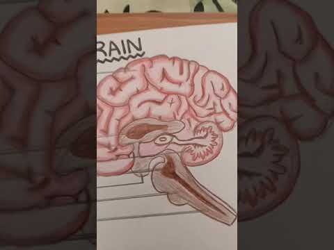 brain drawing