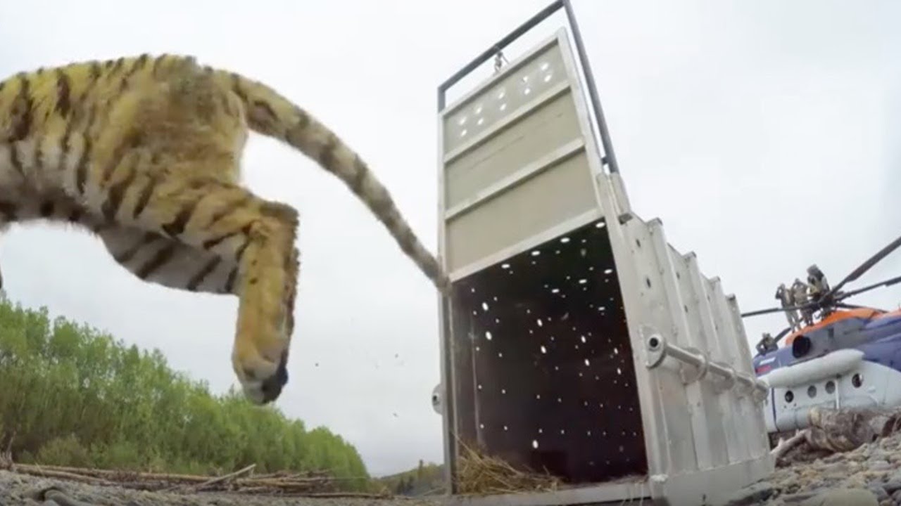When Animals Experience Freedom for the First Time!