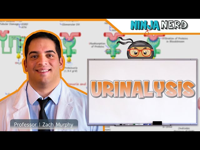 Chronic Kidney Disease - Ninja Nerd Lectures