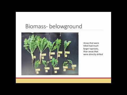 Tillage radish and winter hardy cover crops