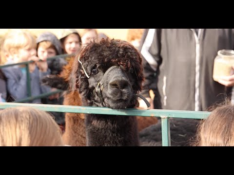Alpaca Visit at Hiteon Elementary School