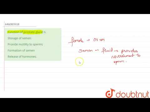 Function of prostate gland is | 12 | HUMAN REPRODUCTION | BIOLOGY | DINESH PUBLICATION ENGLISH ...