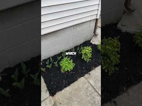 Why does this mulch look so weird?