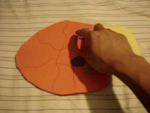 Drosophila Bicoid Movie