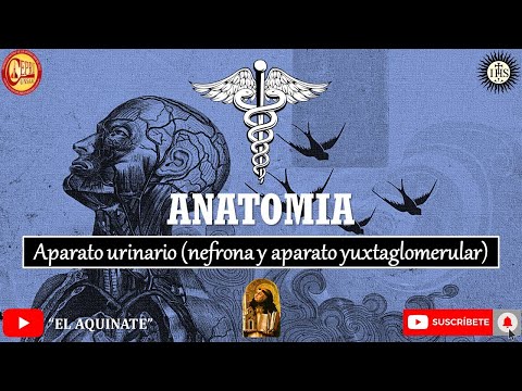 Anatomía, Aparato urinario (nefrona y aparato yuxtaglomerular)