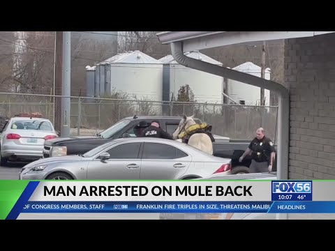 Video shows western Kentucky man leading police chase on muleback