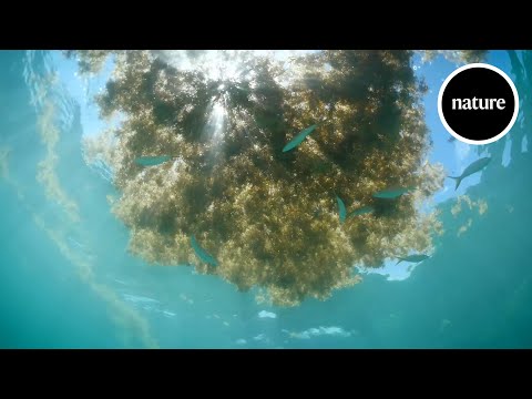 Drowning in seaweed: How to stop invasive Sargassum