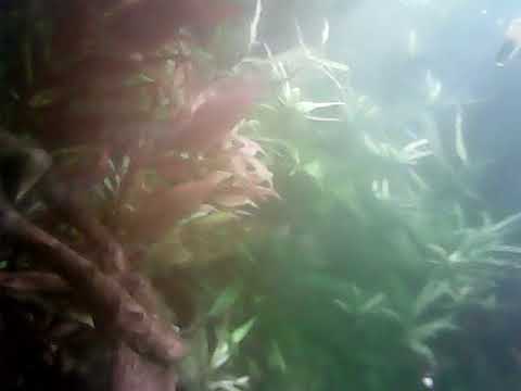 Fishtank Cam
