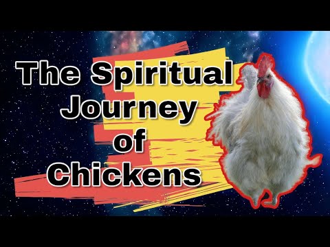 The Spiritual History of Chickens