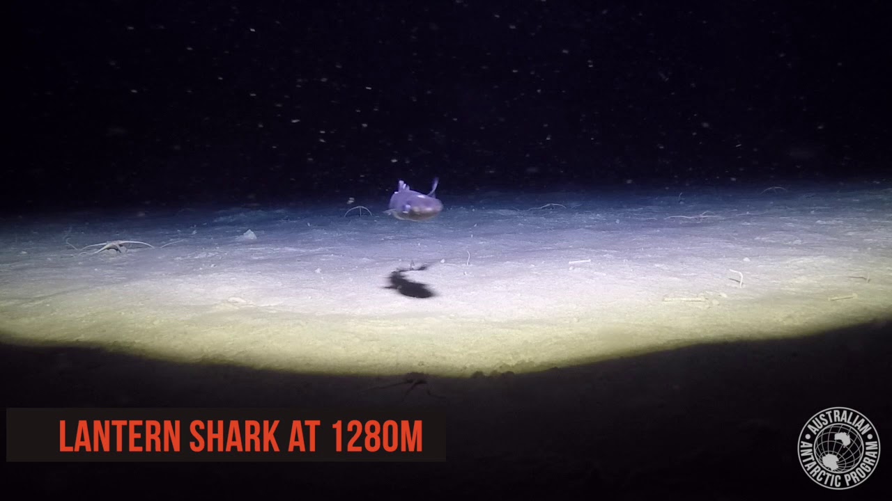 Antarctica's Deep Sea Dwellers | Lantern Shark