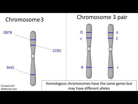 Homologous Chromosomes