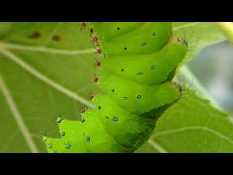 RAISING: The moon moth Actias sinensis (from Taiwan)