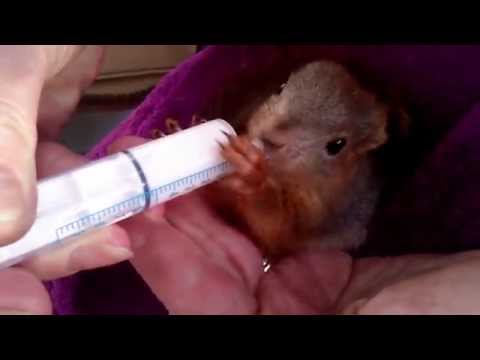 Belocka (baby squirrel) with name of Manja - Money