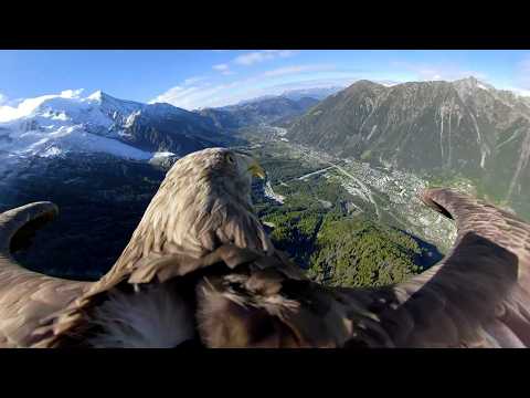 See Like a Predator! How Animals Use Their Eyes to Hunt? | Super Senses | Wildlife Documentary