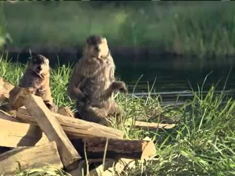 Woodchuck Geico Commercial