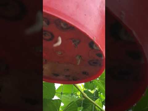 The MAGGOT BUCKET feeds CHICKENS for FREE!