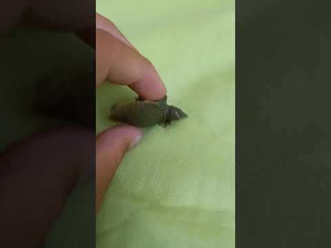 my spiny softshell turtle 🐢