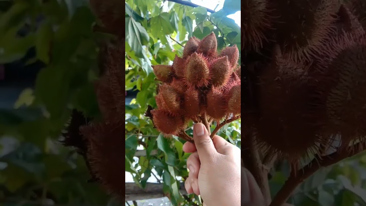 see how annatto seeds harvested#satisfying #reels #shorts #asmr