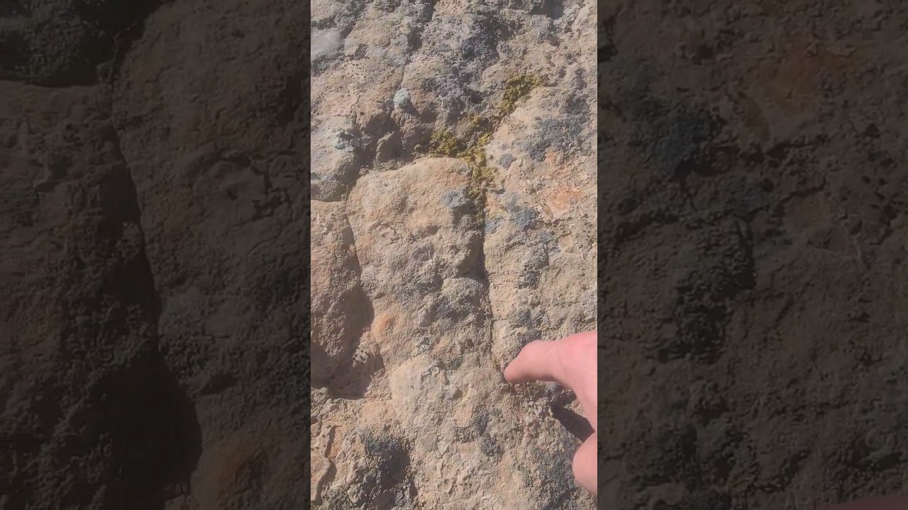 Looking for Dinosaur Tracks and saw this 🤣