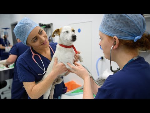 Veterinary Technologists and Technicians Career Video