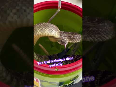 Rattlesnake Handling Training ⚠️ Two-Tool Technique