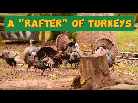 A "Rafter of Turkeys"
