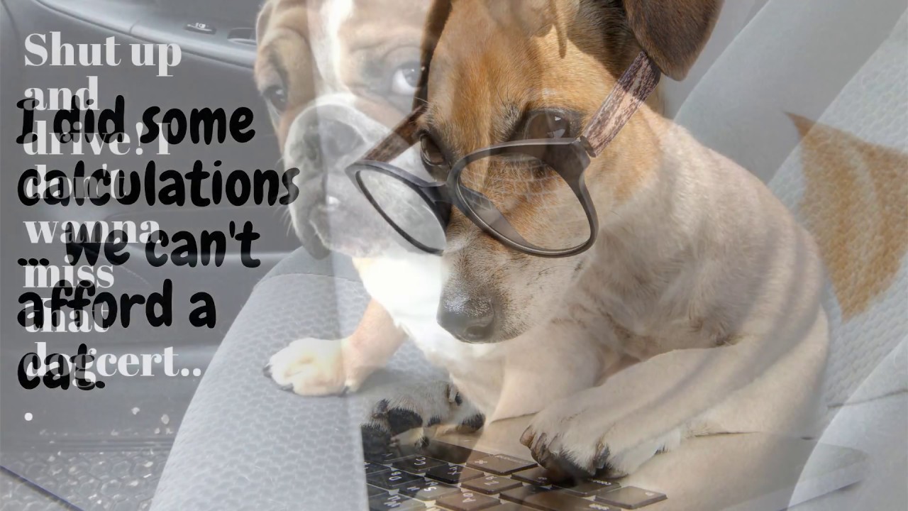 Funny Dogs, Man's Best Friends - Funny Dog Compilation