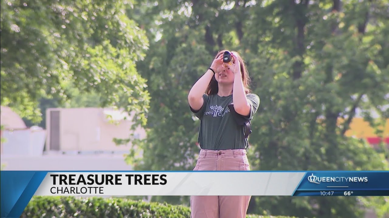 ‘Tree geek’ helps revive an effort to protect Charlotte’s towering treasures